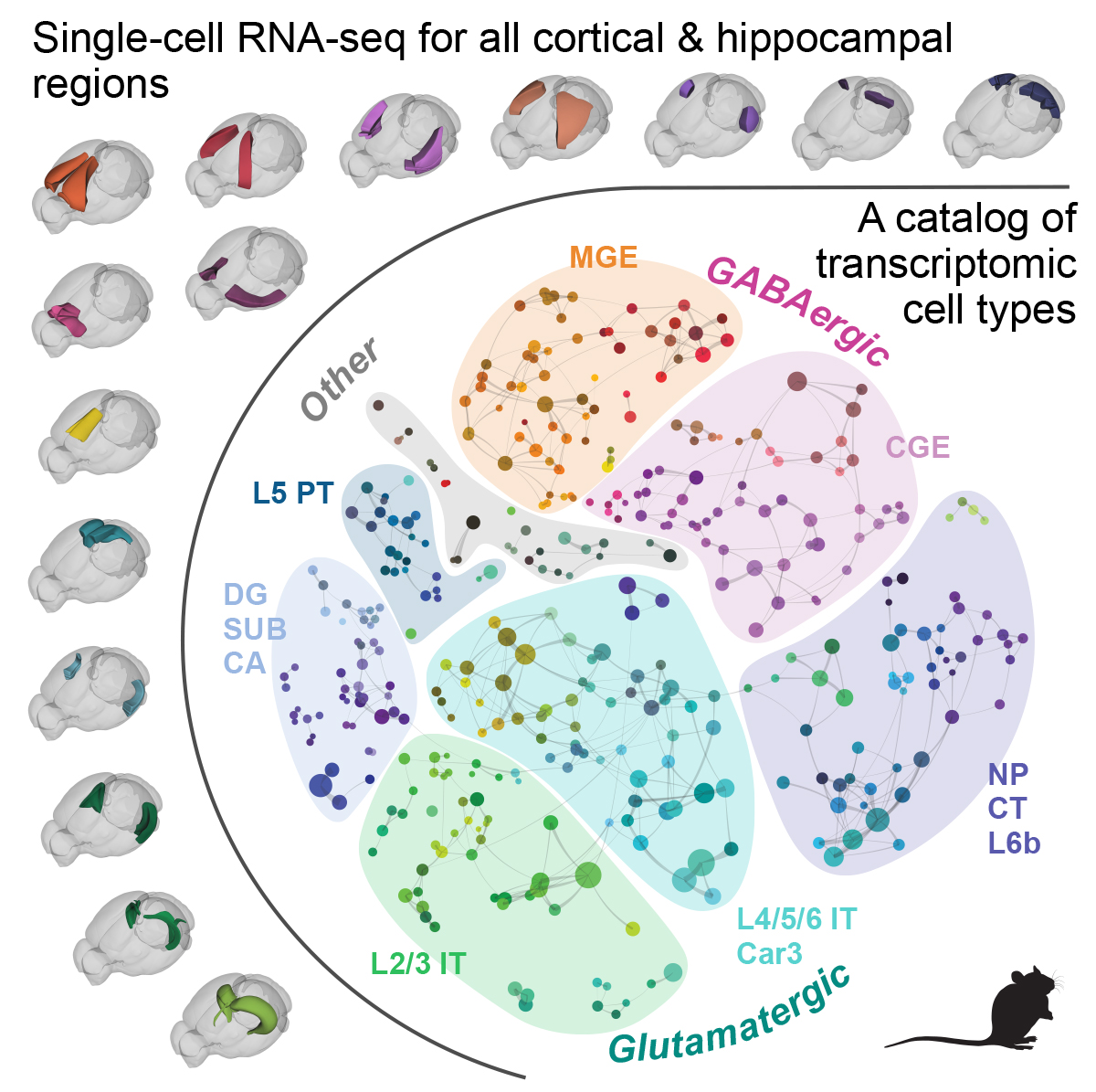 SWC Seminar: Cell types of adult mouse cortex: definition and ...