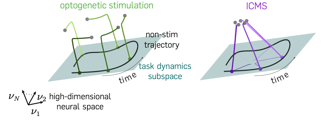 SWC Hybrid Seminar: Direct neural perturbations reveal a dynamical mechanism for robust ...