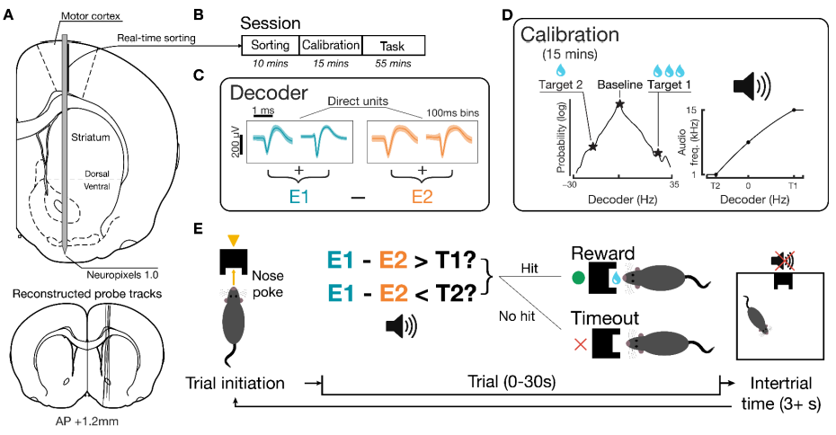 Forcing behaviour in a handful of neurons to understand learning ...