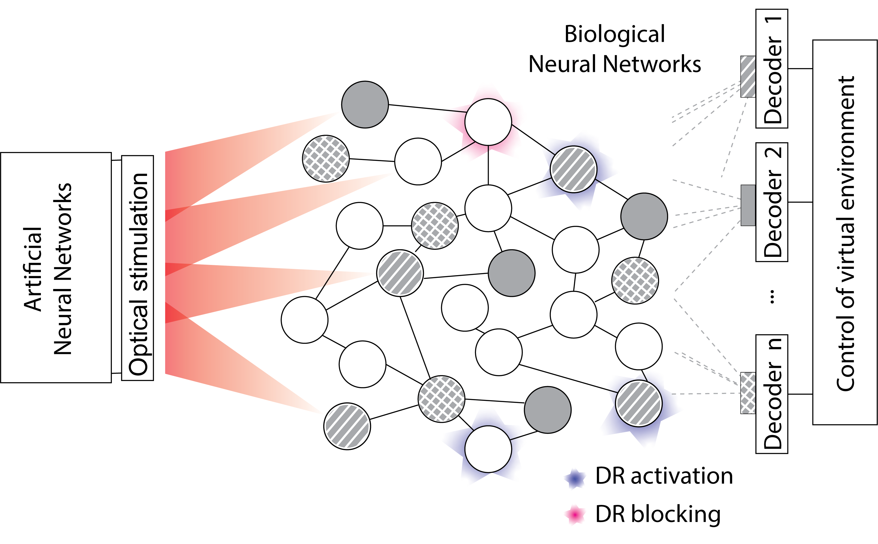 Forcing behaviour in a handful of neurons to understand learning | Sainsbury Wellcome Centre