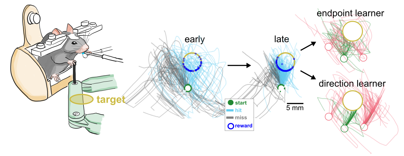 Emerging Neuroscientists Seminar Series: How are reaches to spatial ...