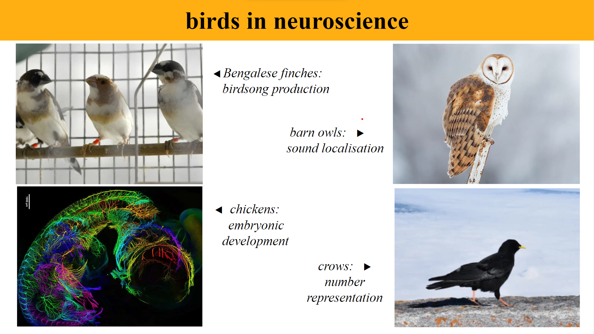 BrainCamp Lessons | Sainsbury Wellcome Centre