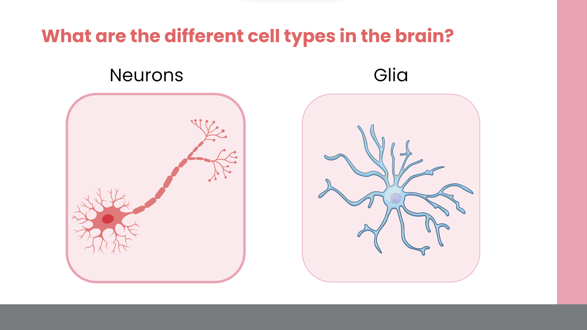 BrainCamp Lessons | Sainsbury Wellcome Centre