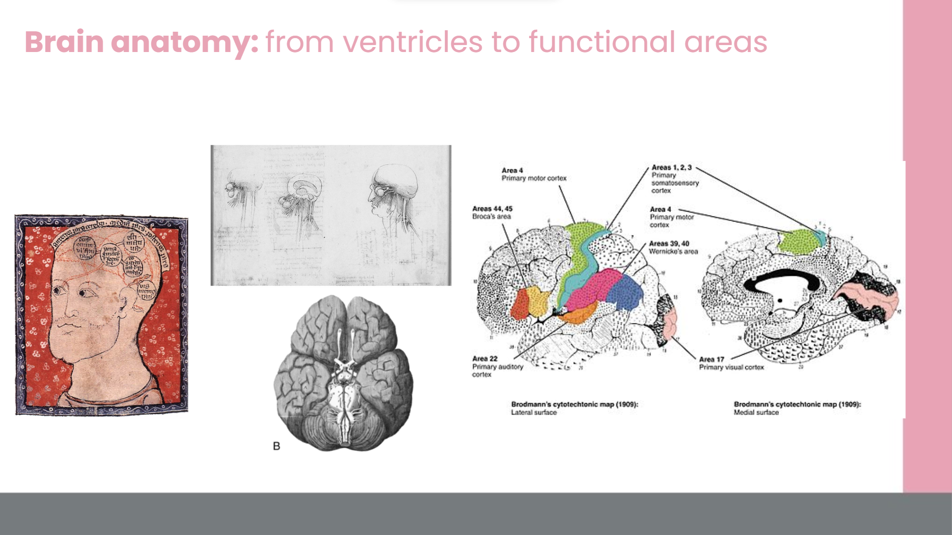 BrainCamp Lessons | Sainsbury Wellcome Centre