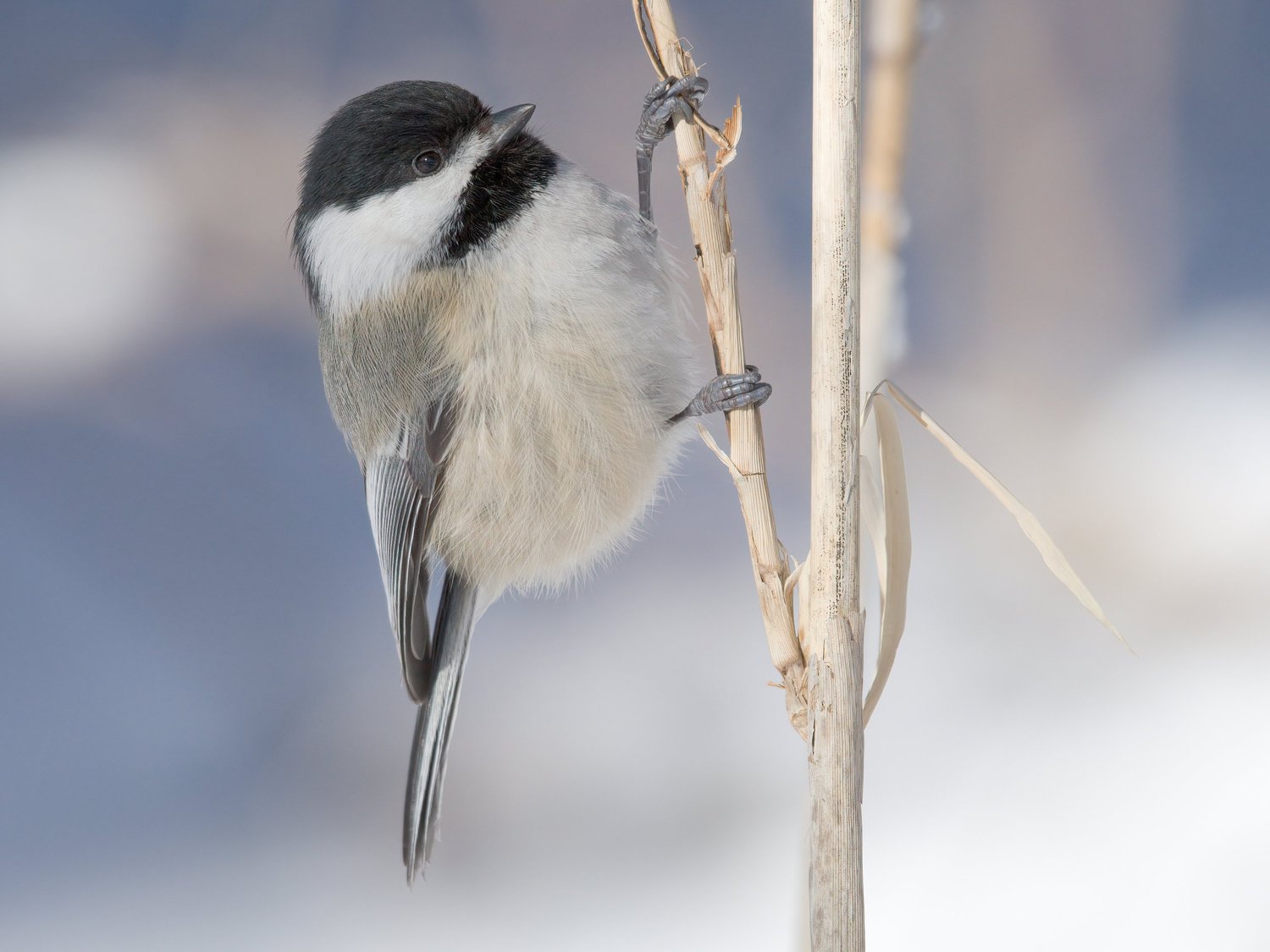 Could food-caching birds help elucidate memory formation? | Sainsbury ...