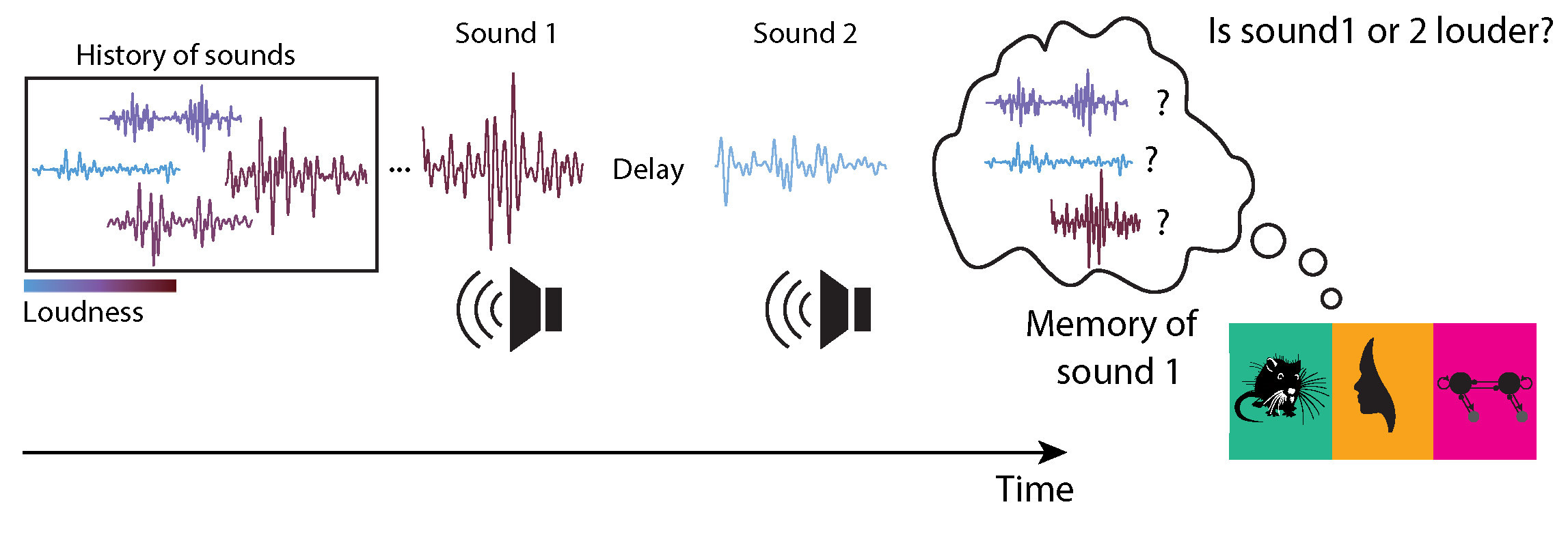 Network model unifies recency and central tendency biases | Sainsbury Wellcome Centre