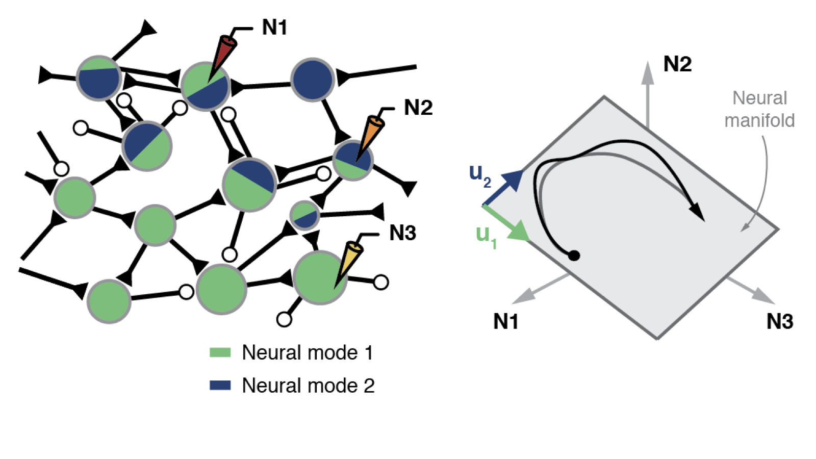 Unlocking the brain’s symphony with neural manifolds | Sainsbury Wellcome Centre