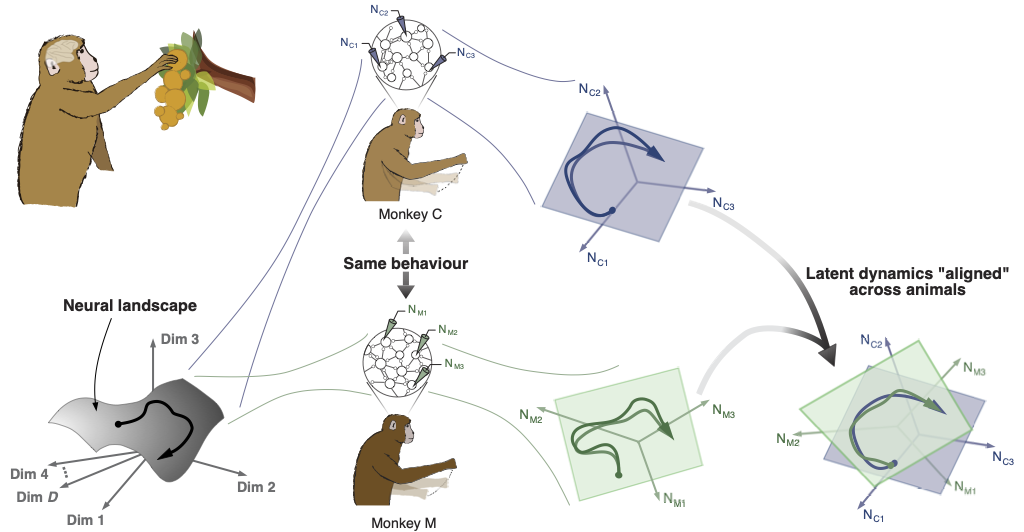 Unlocking the brain’s symphony with neural manifolds | Sainsbury ...