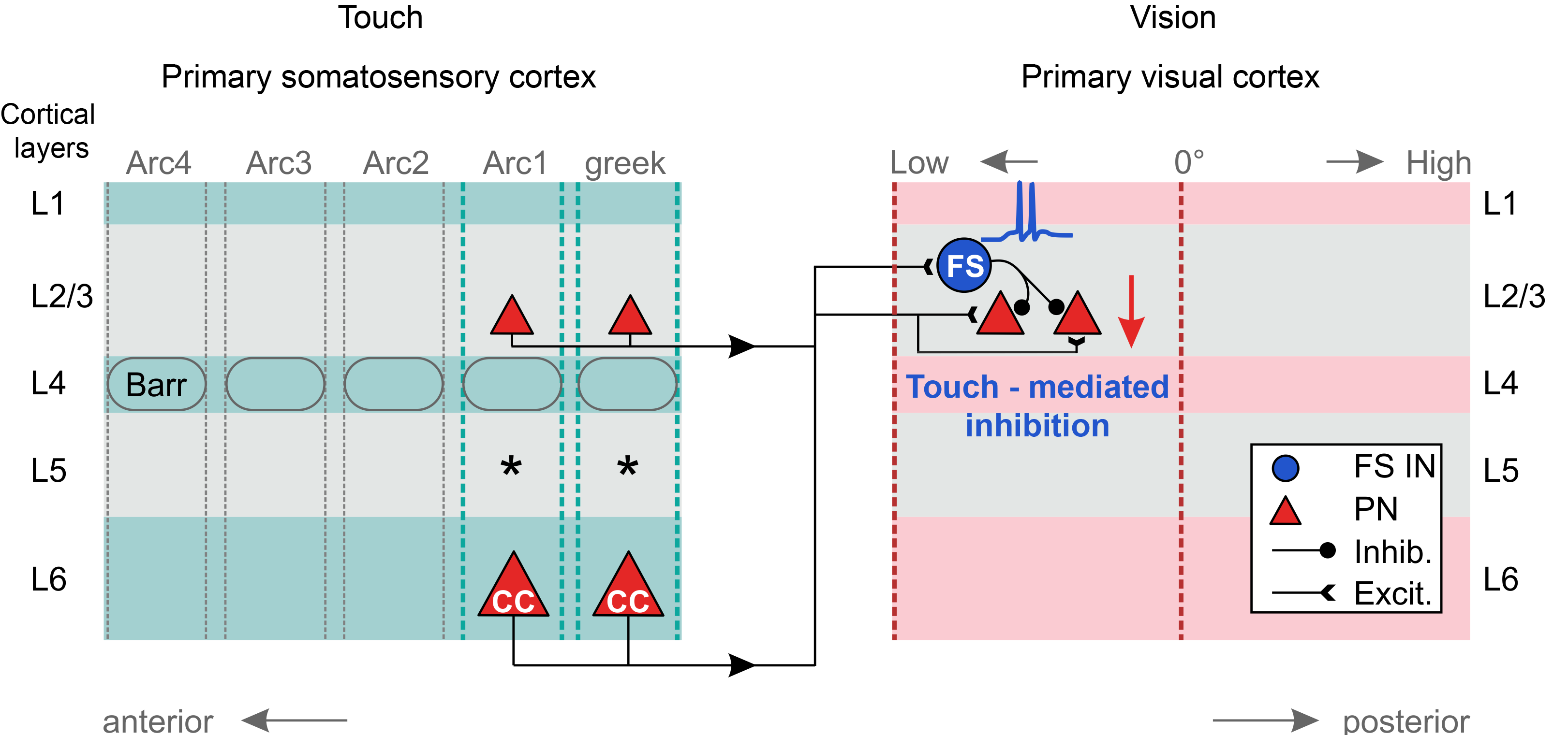 Integration of touch and vision in the cortex | Sainsbury Wellcome Centre