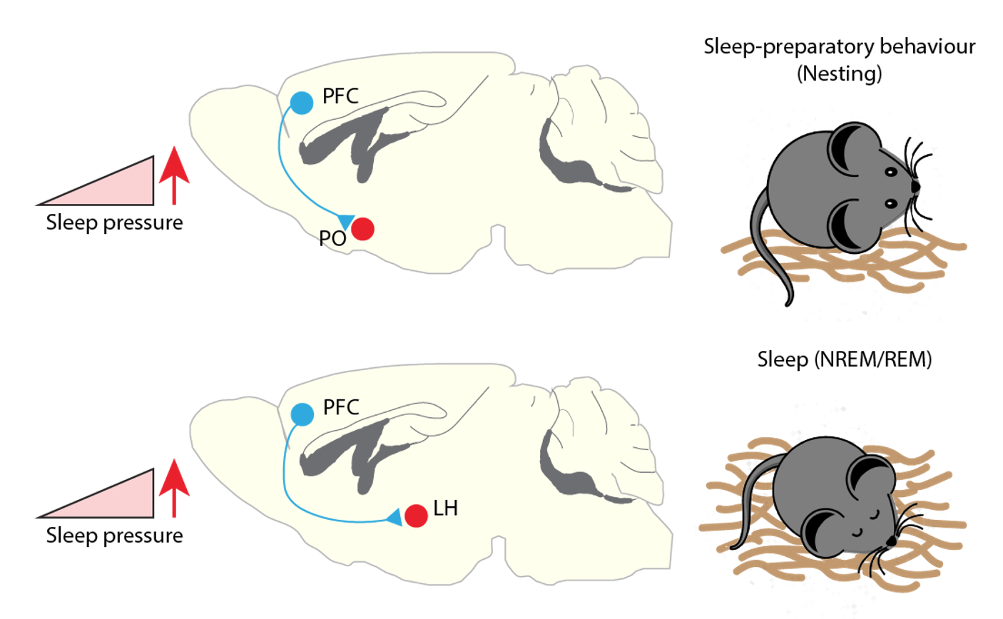 Mysteries of sleep: insights and discoveries | Sainsbury Wellcome Centre