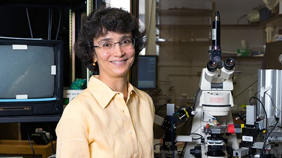 Indira Raman’s long, winding road to the cerebellum | Sainsbury ...